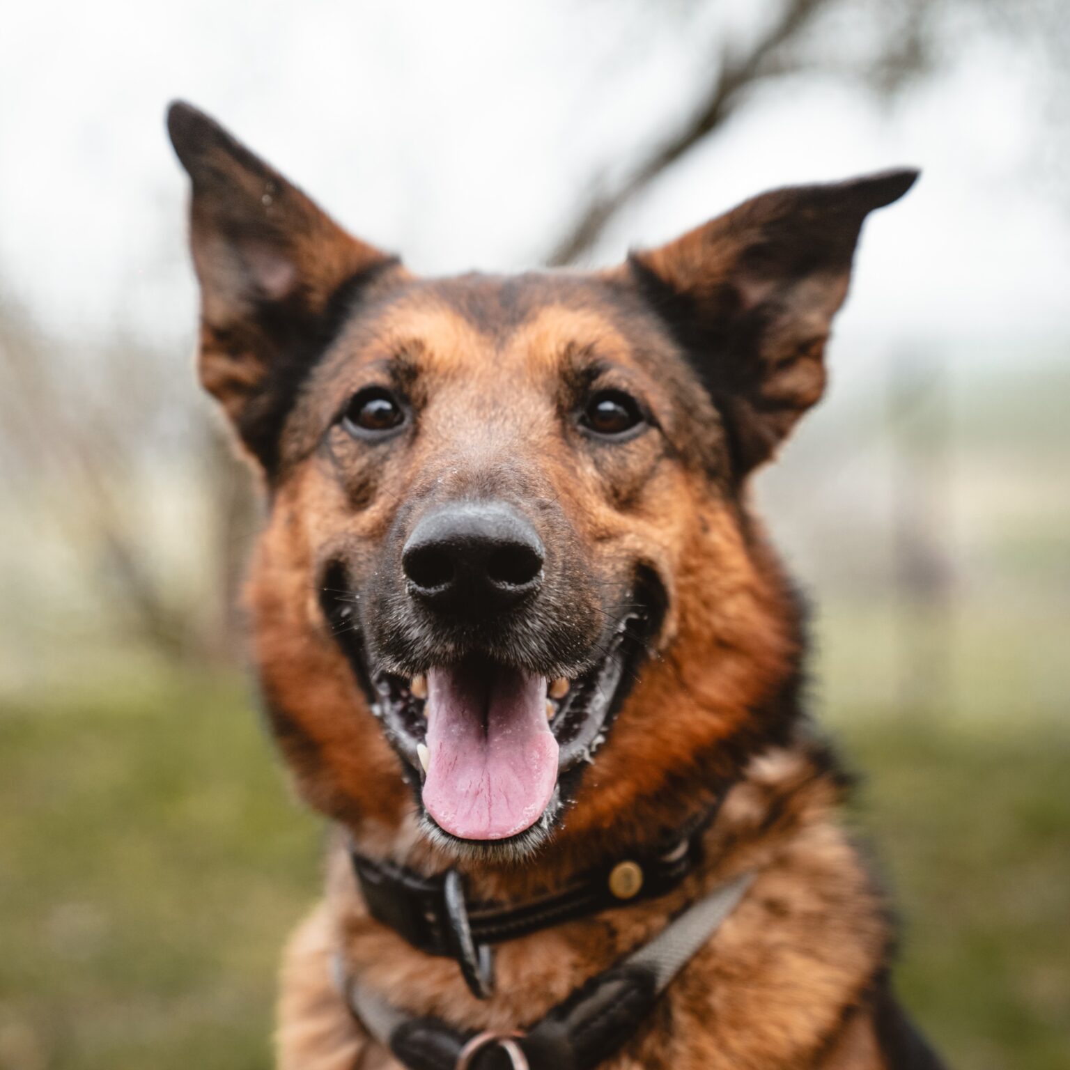 Hundevermittlung – Tiernothilfe-Schwalmstadt e.V.